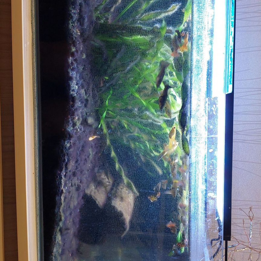 Аквариумные рыбки Гуппи