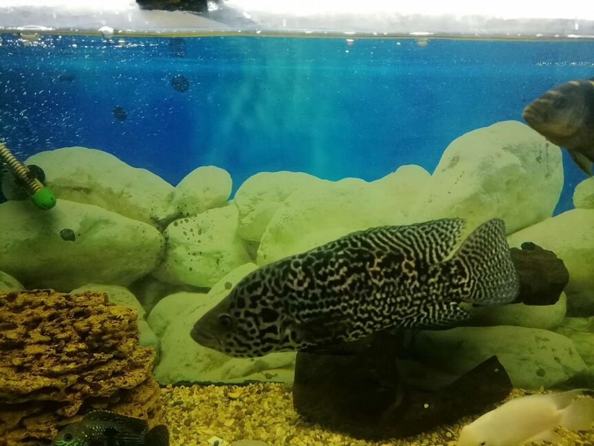 Цыхлазома манагуанская