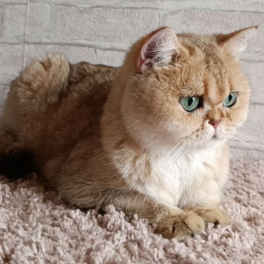 Кошечка британская золотая шиншилла