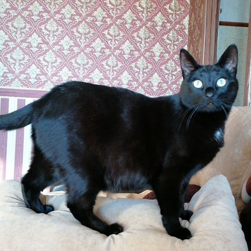 Отдам кота в добрые руки. Очень ласковый кот