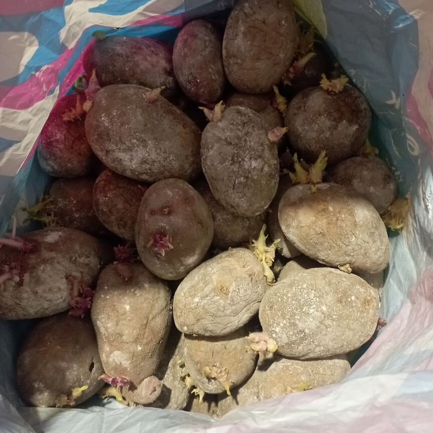 Картофель на корм животным