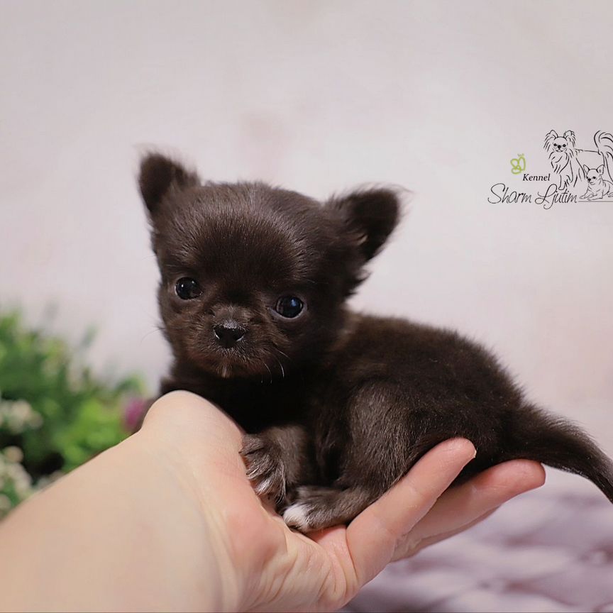 Голубой мини Гномик