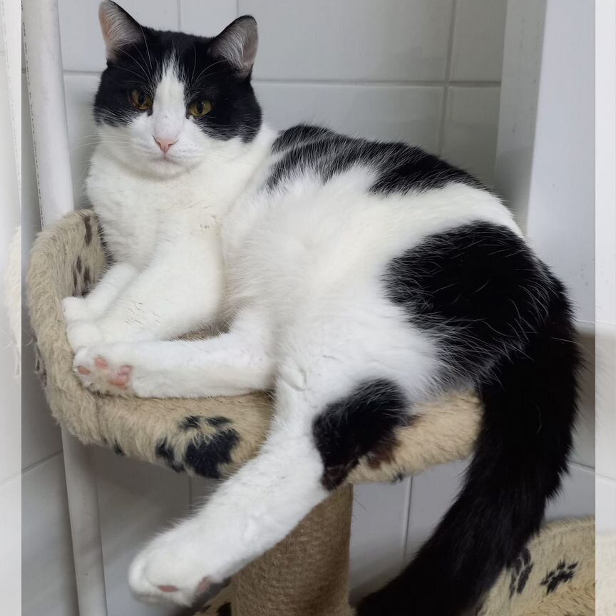 Кот