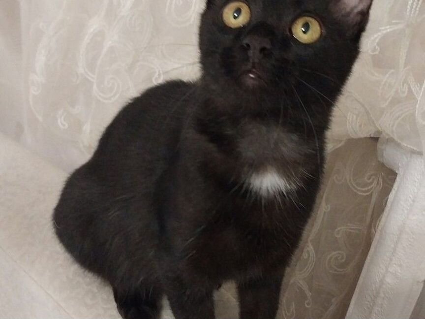 Маленькая леди (4 мес.) в черном в добрые руки