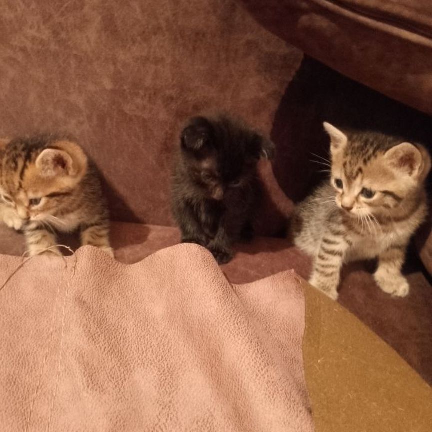 Отдам котят в добрые руки
