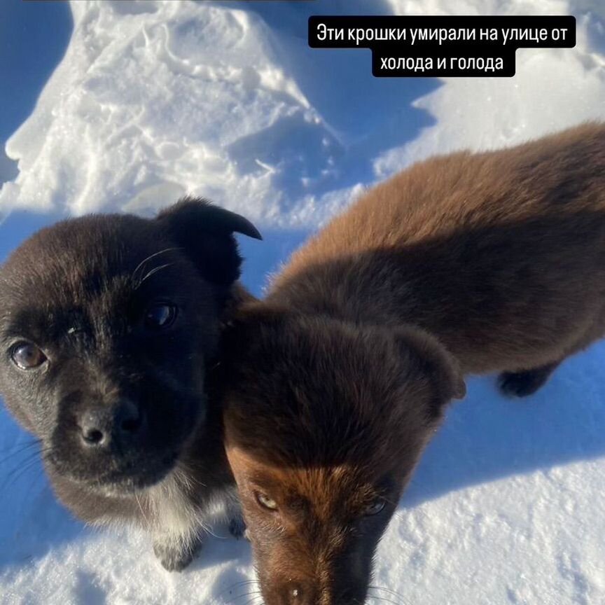 Щенок в добрые руки бесплатно