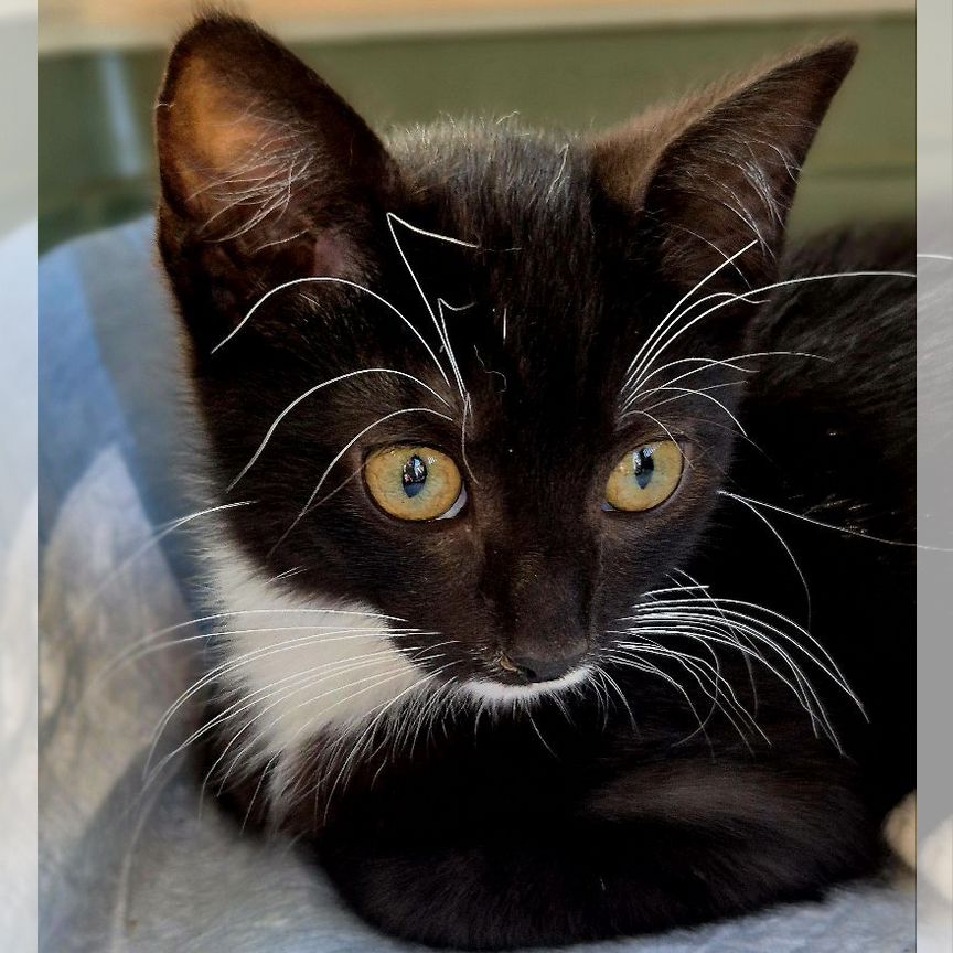 Милейший которебенок