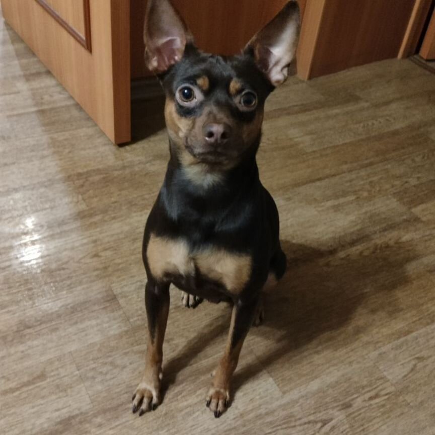 Русский той-терьер, взрослый пёс