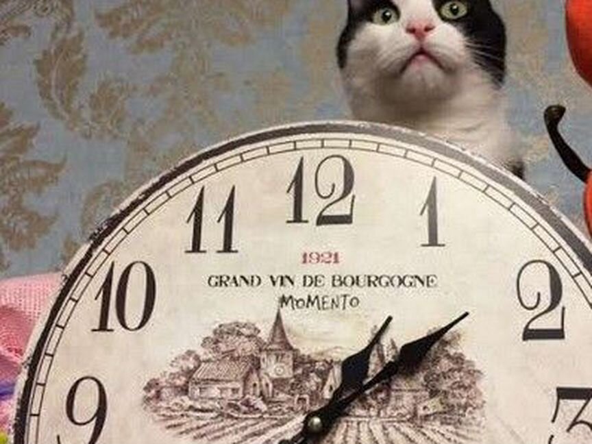 Необыкновенный старый котяра в добрые руки