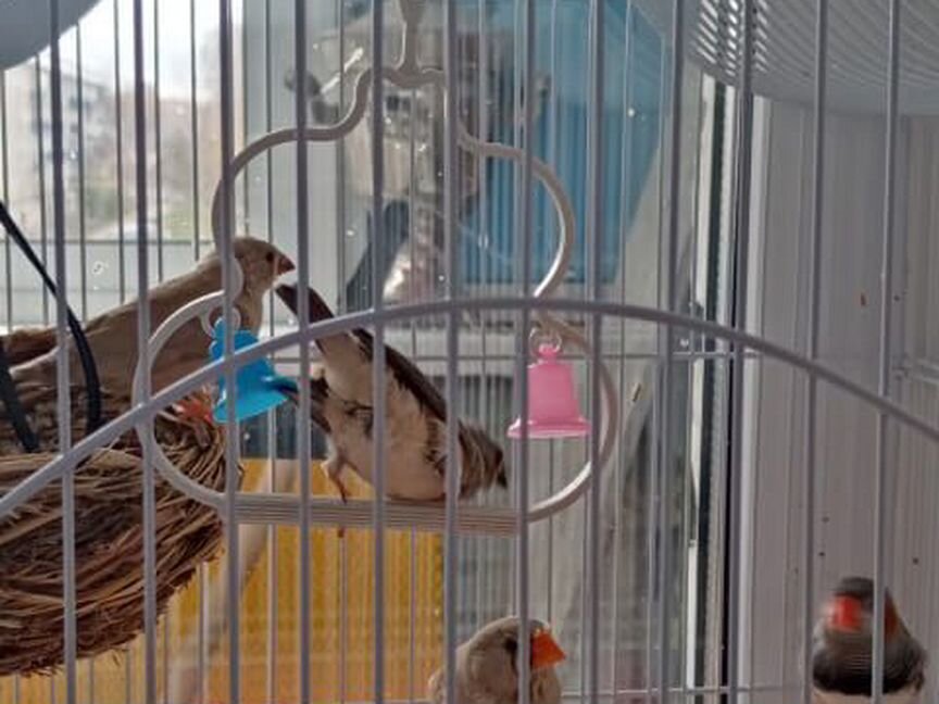 Птицы амадины