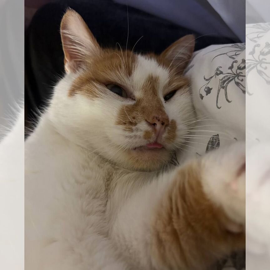 Взрослый кот в добрые руки