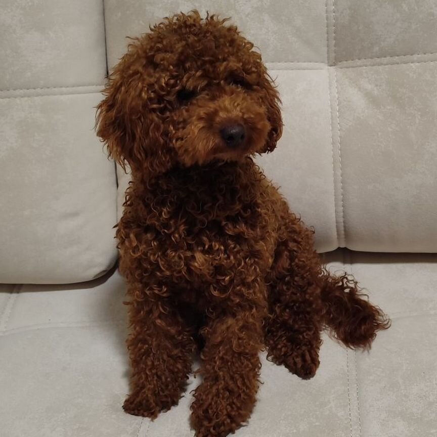 Той-пудель, взрослый пёс