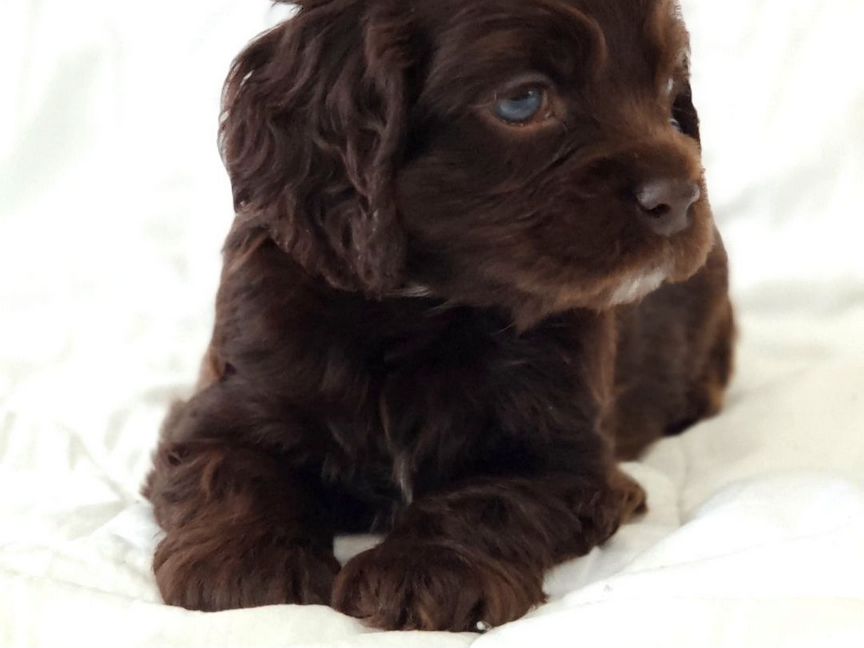 Американский кокер спаниель