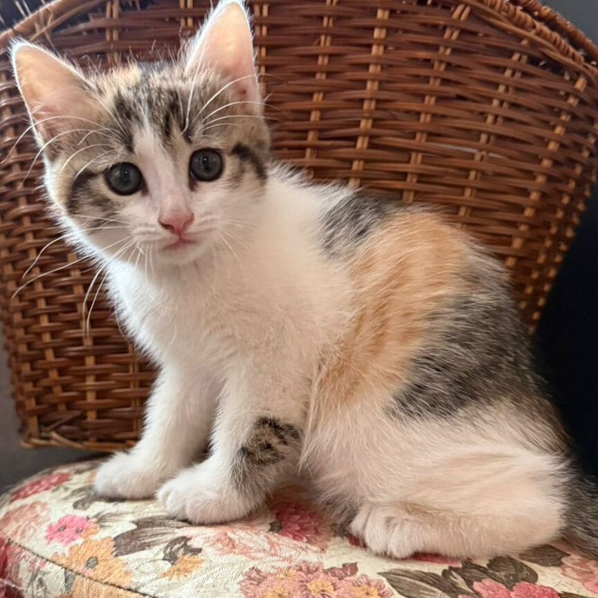 Котята в добрые руки бесплатно