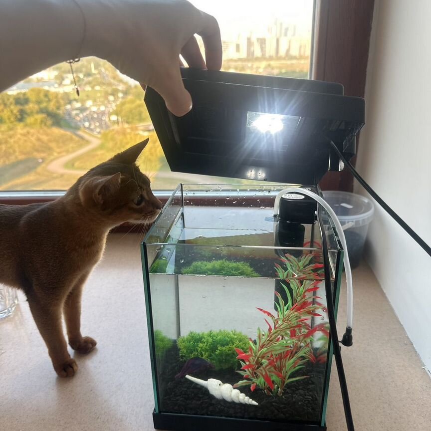 Рыбка петушок