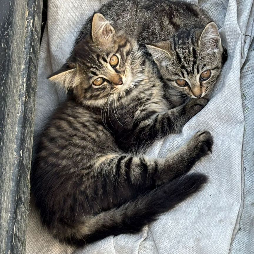 Котята в добрые руки бесплатно