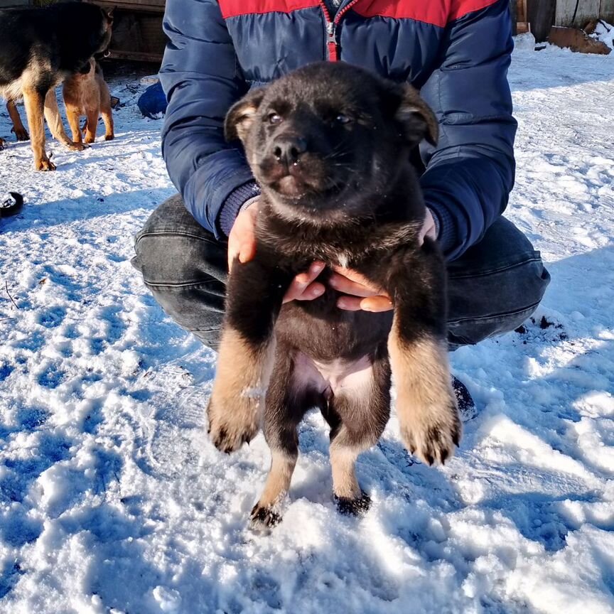 Щенки породистые в дар