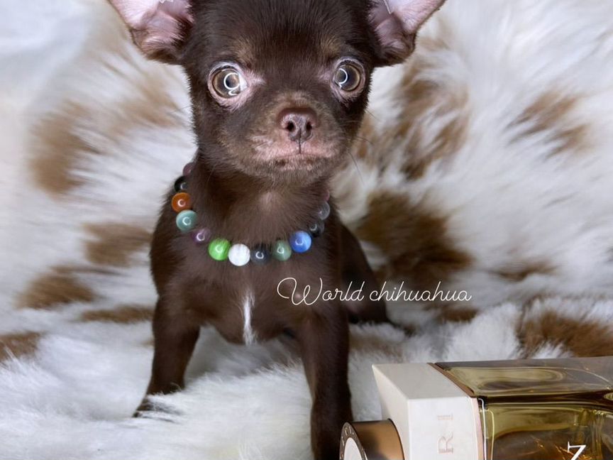 Luxury Мини мальчишка