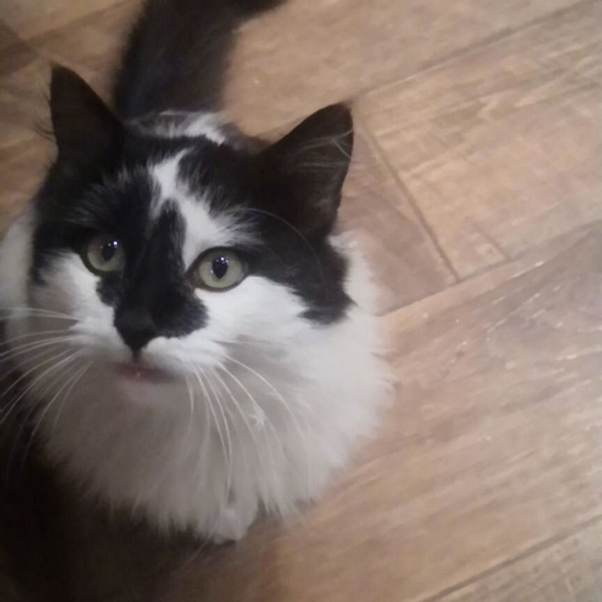 Котик ищет дом