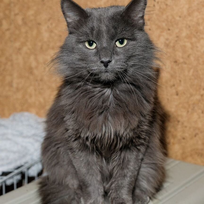 Котики бесплатно