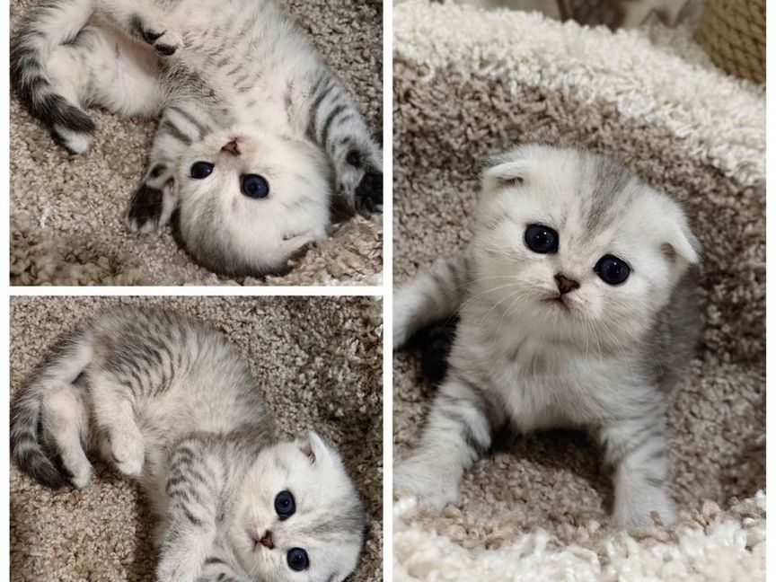 Шотландская вислоухая кошка