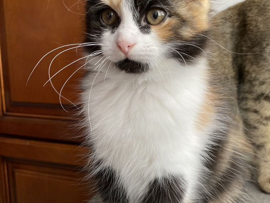 Котенок в любящие руки