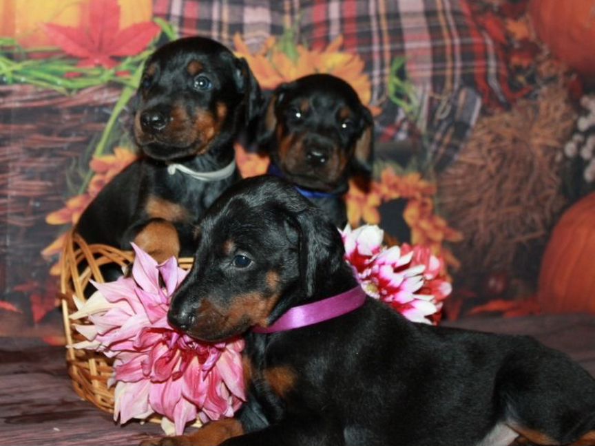 Щенки доберманчики 1 мес