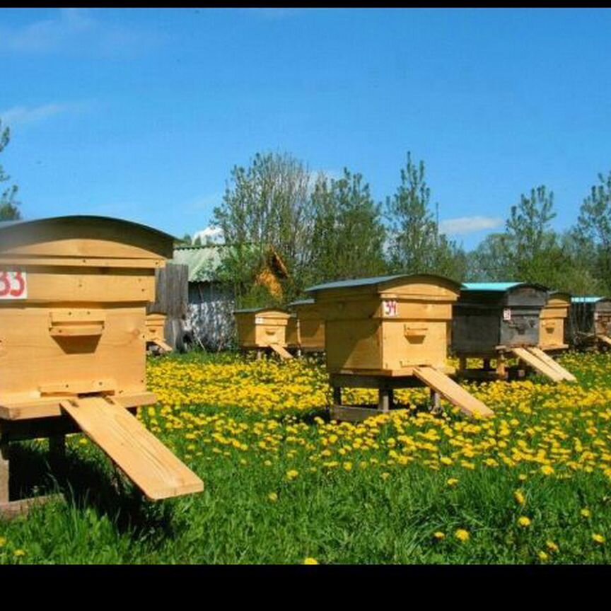 Продам пчелосемьи