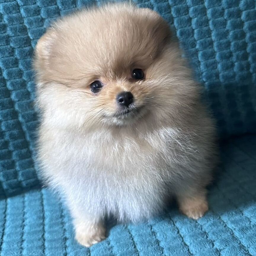 Померанский шпиц