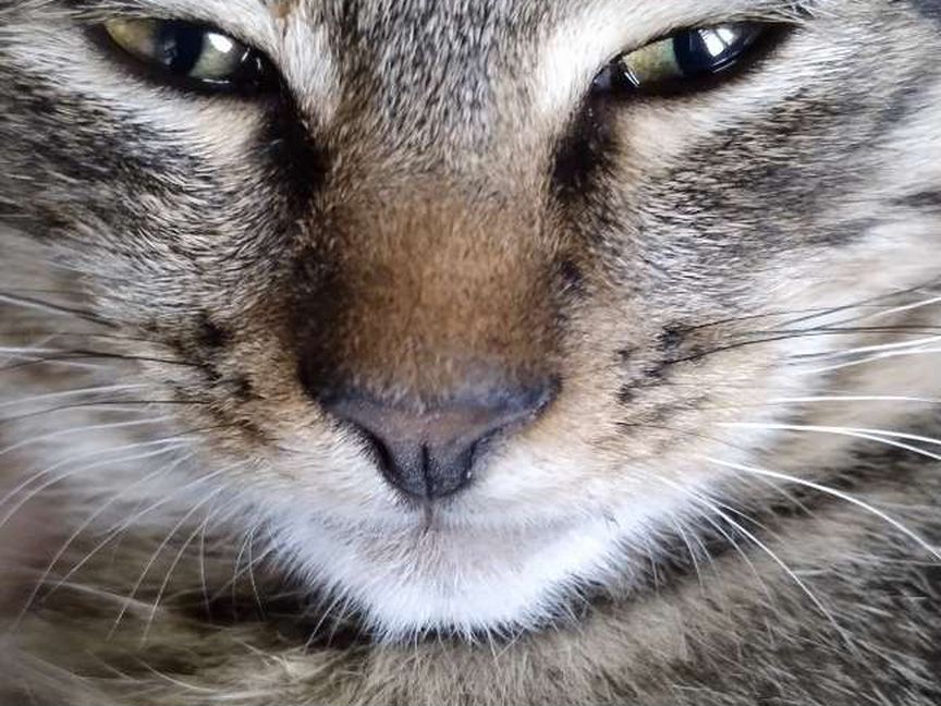 Котик в семью