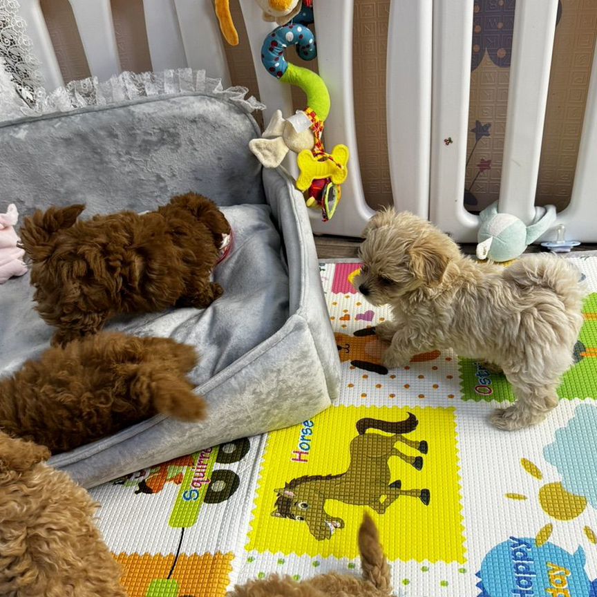 Мальтипу, щенок