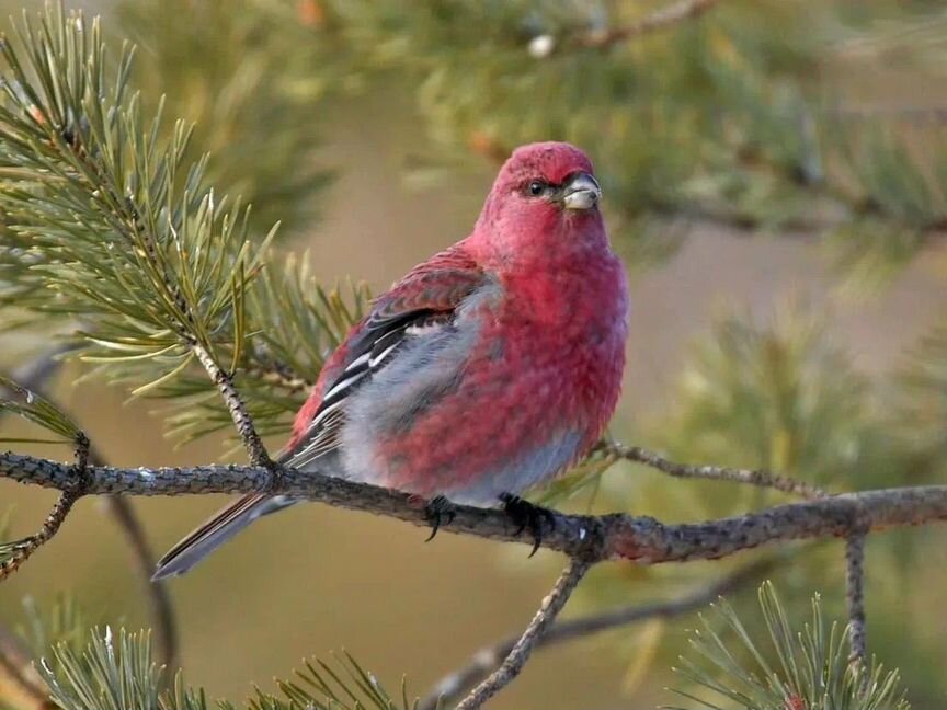 Певчие лесные птицы. Щуры
