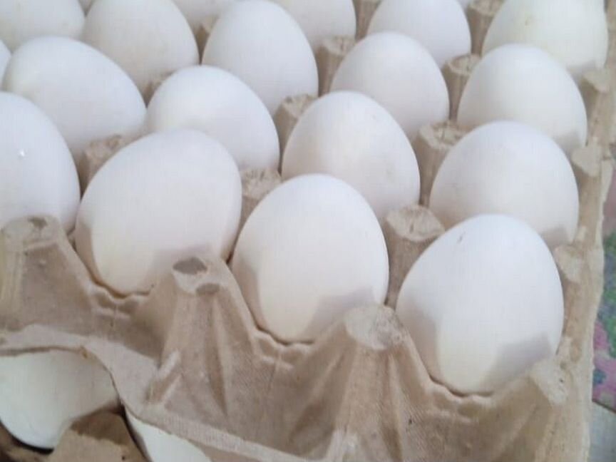 Куры несушки оптом