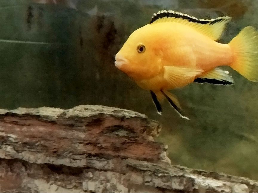 Аквариумные рыбы цихлиды еллоу