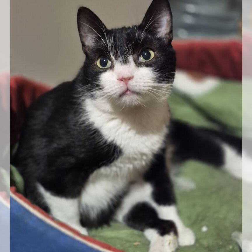 Взрослый кот в добрые руки