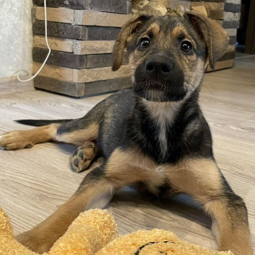 Щенок в добрые руки