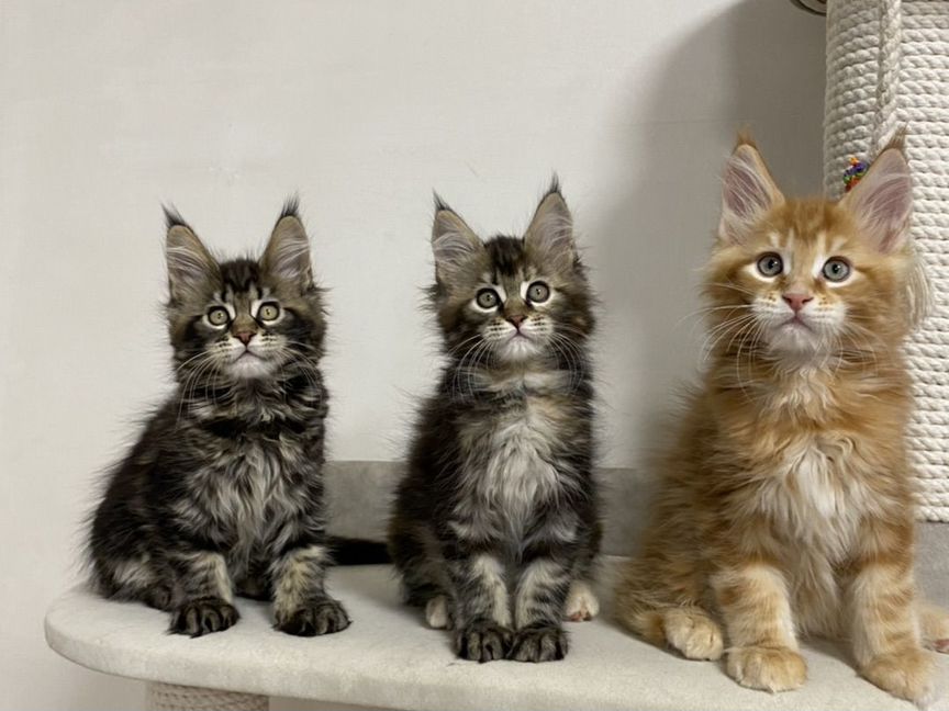 Мейн-кун котята