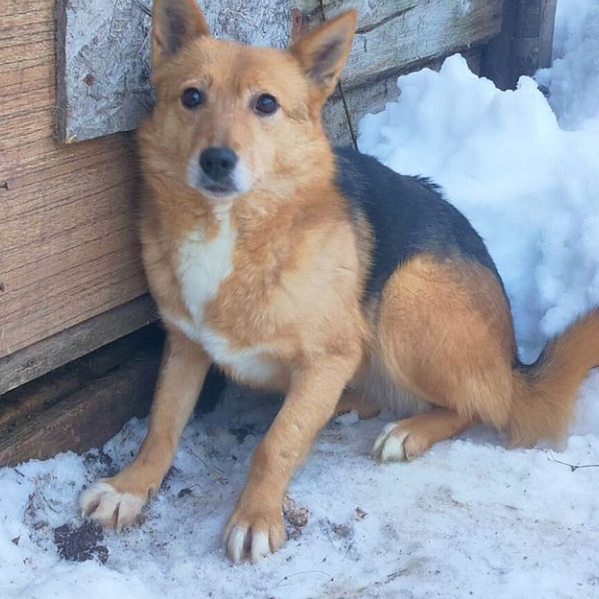 Взрослая собака в добрые руки