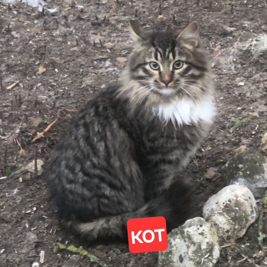 Котята в добрые руки бесплатно