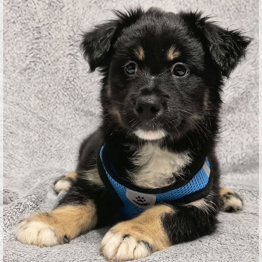 Щенок в добрые руки