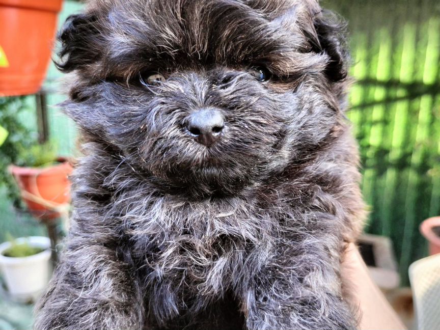 Мальтипусик Мультик Ф1