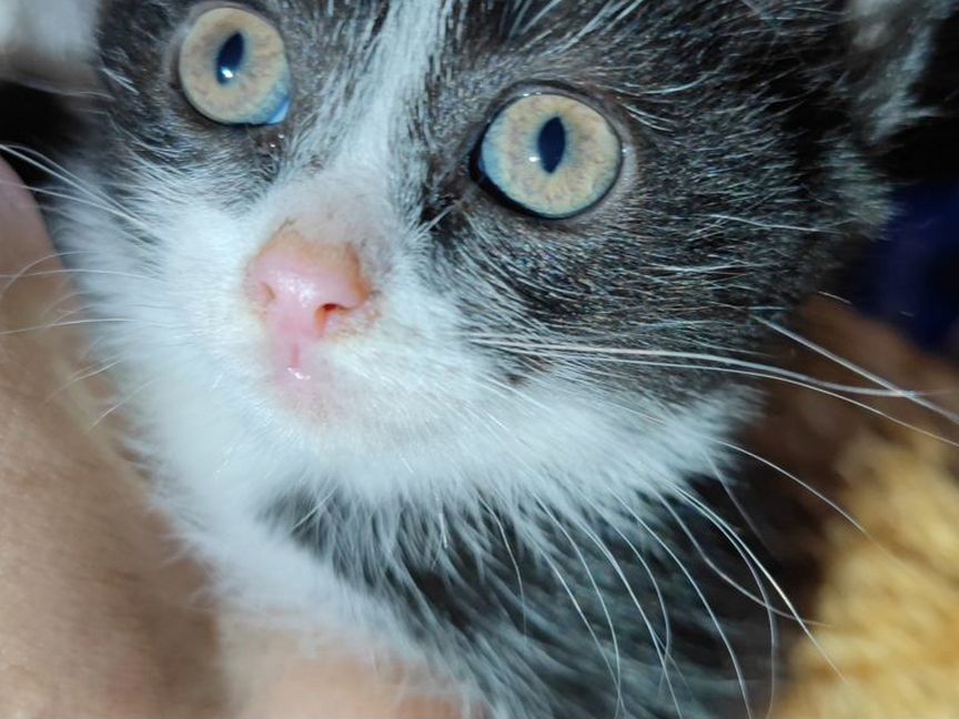 Котёночек