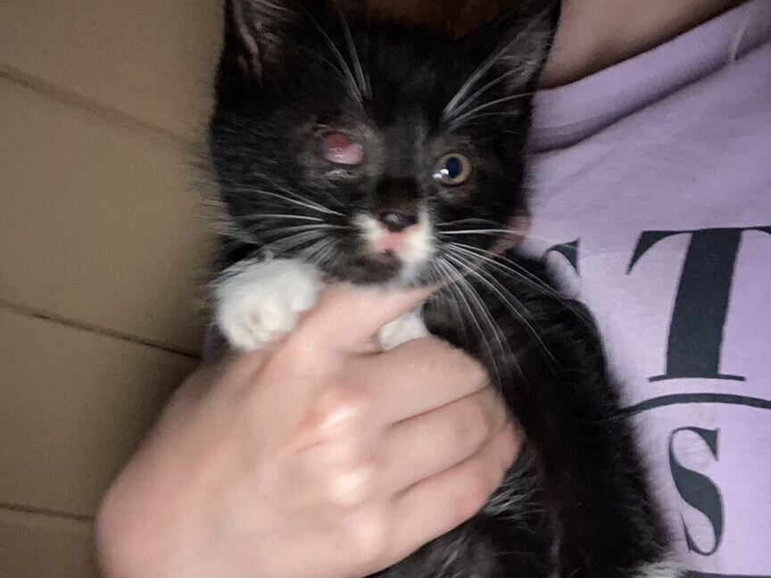 Котята с кошкой