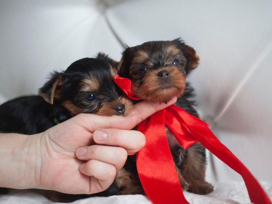 Щенки йоркширского терьера