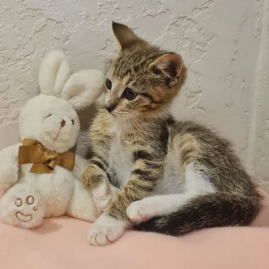 Малышка - мышка