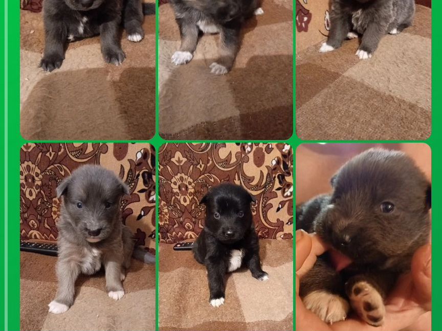 Кавказская овчарка в добрые руки