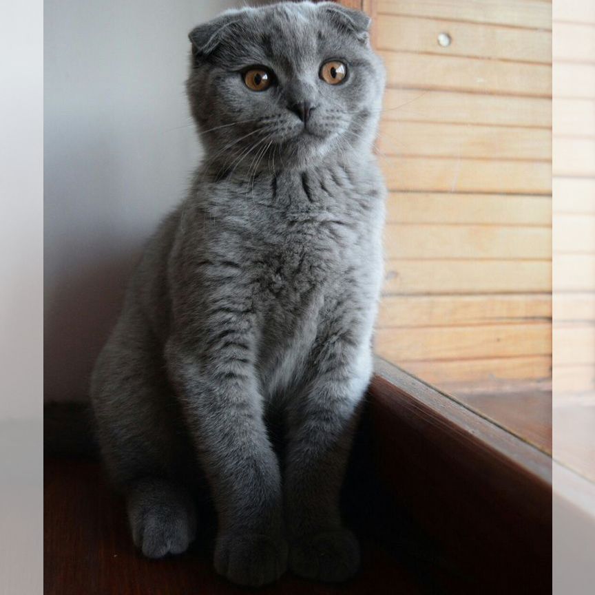 Шотландская вислоухая кошечка
