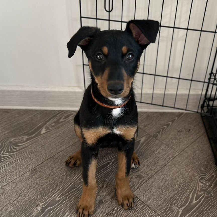 Щенок немецкого пинчера