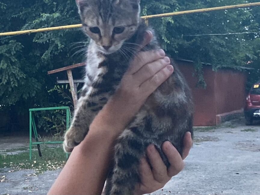 Дворовый котенок (кошка) добрая,игривая