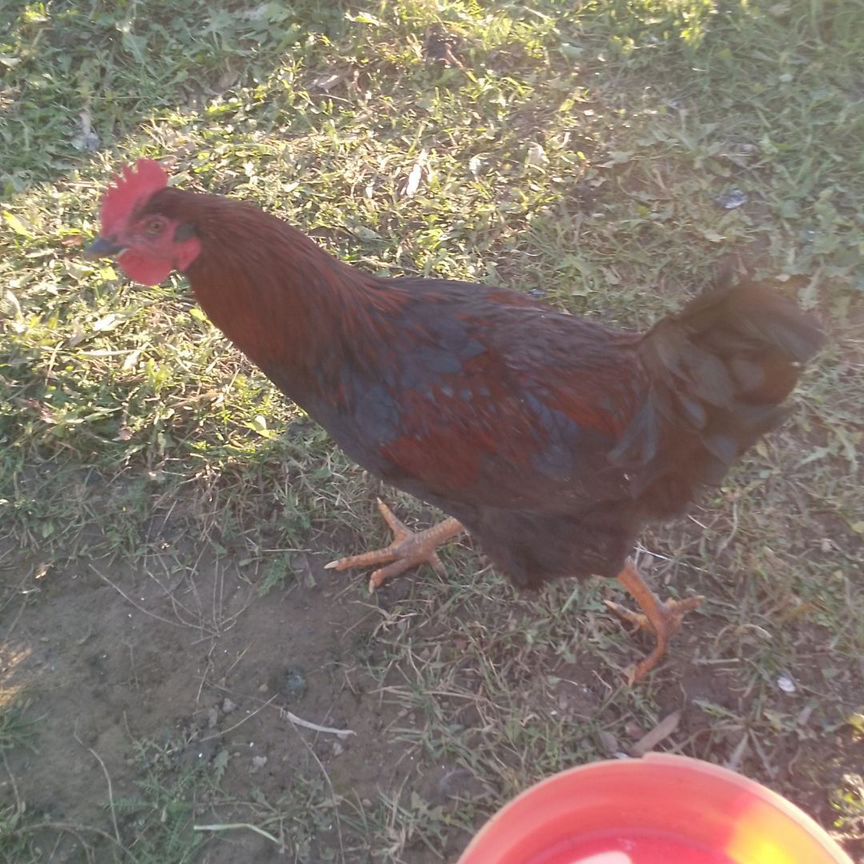 Петухи молодые